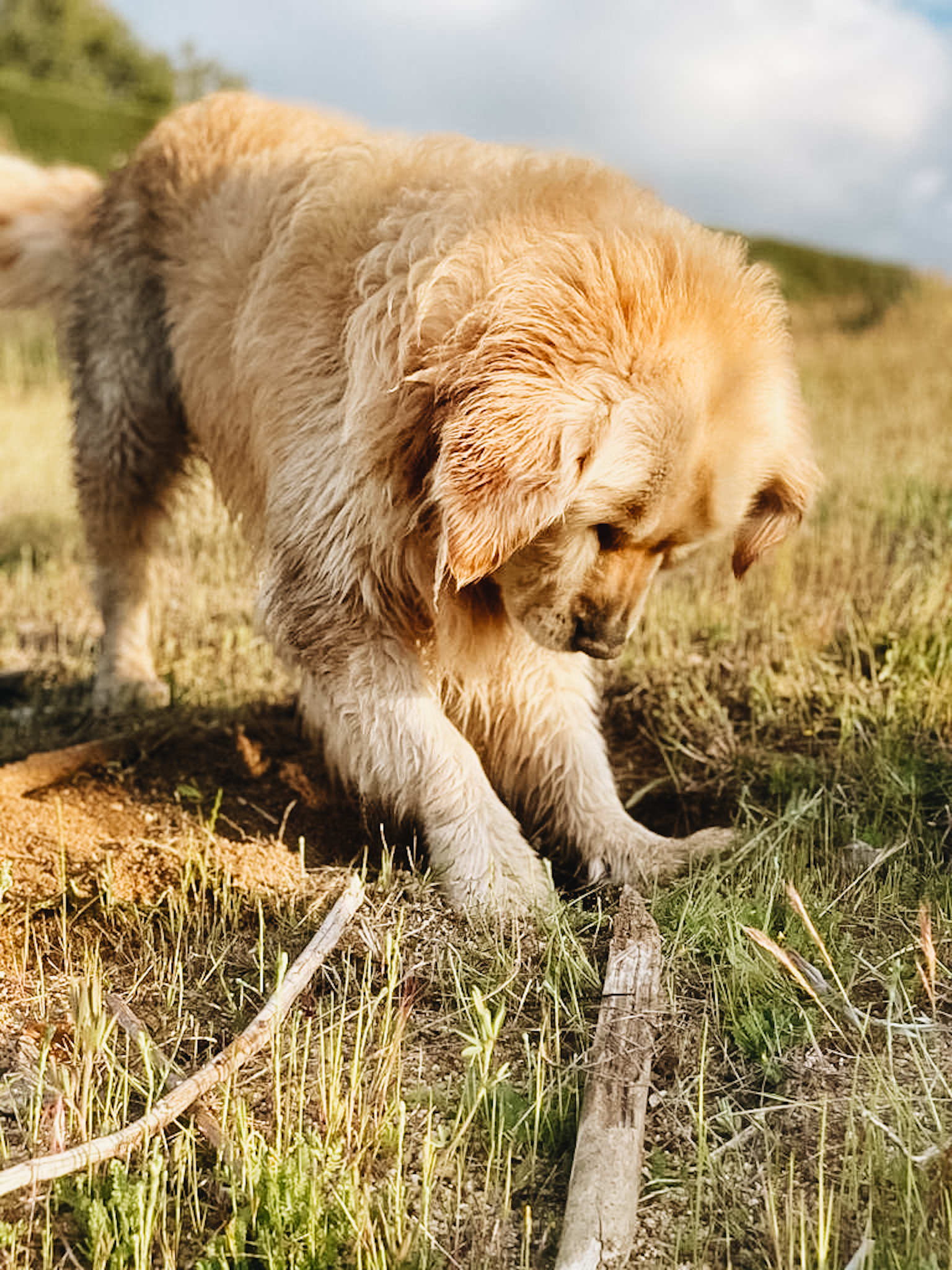 Próximamente... - Peter Walker